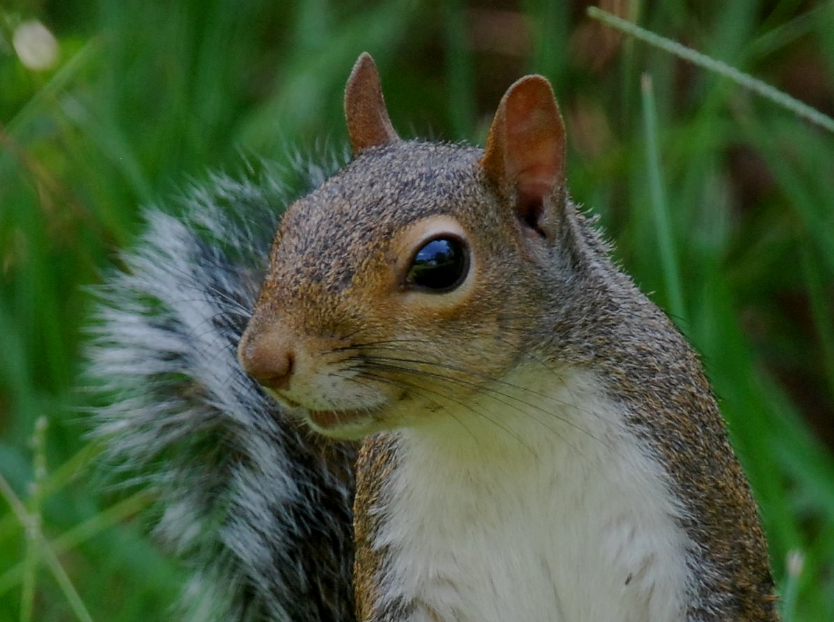 National Squirrel Appreciation Day - Veni Vidi Scripto